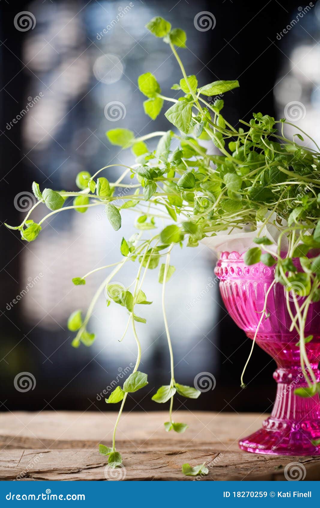 Fresh mint stock image. Image of nature, herb, cooking - 18270259
