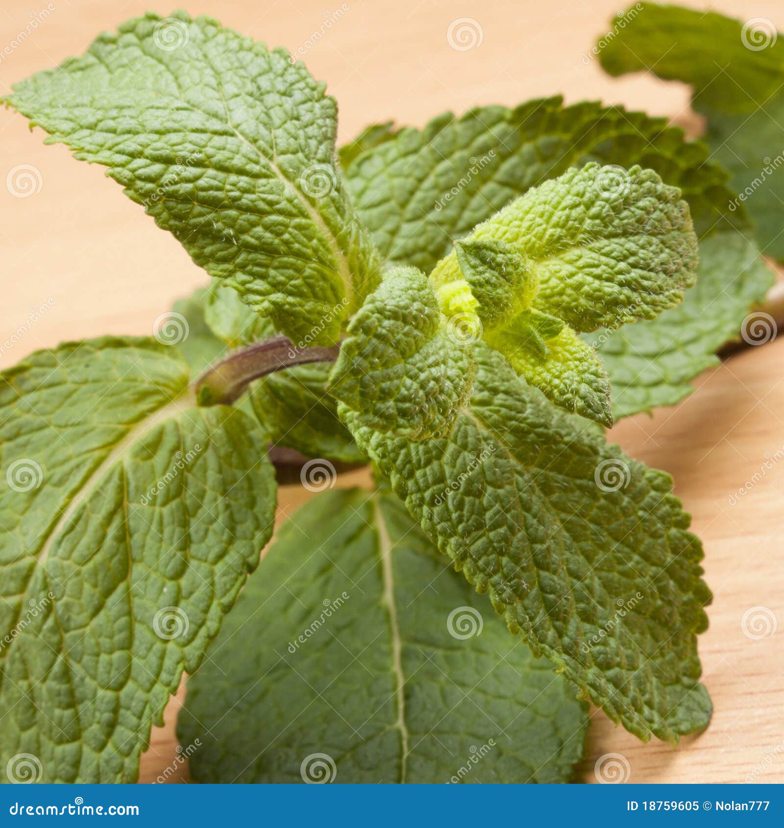 Fresh mint stock image. Image of spice, wooden, bunch - 18759605