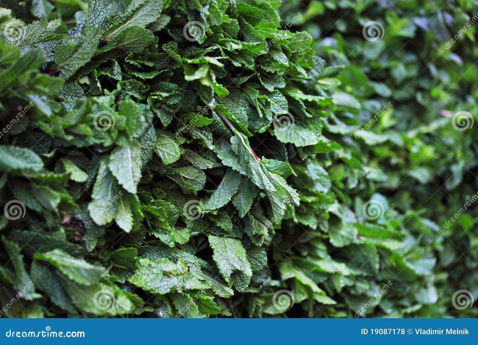 Fresh mint stock photo. Image of culinary, aromatic, cooking - 19087178
