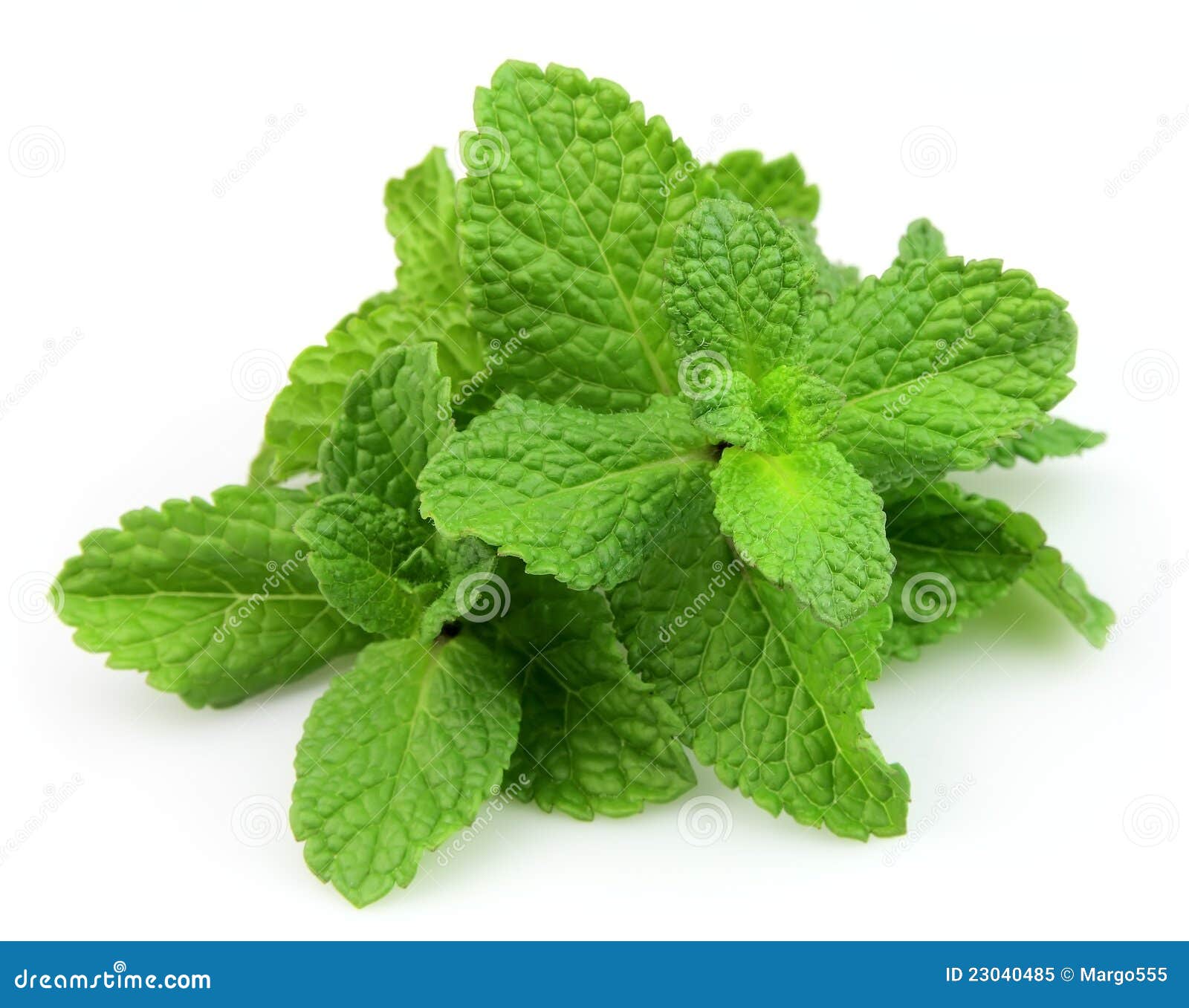Fresh mint stock image. Image of herbal, green, plant - 23040485