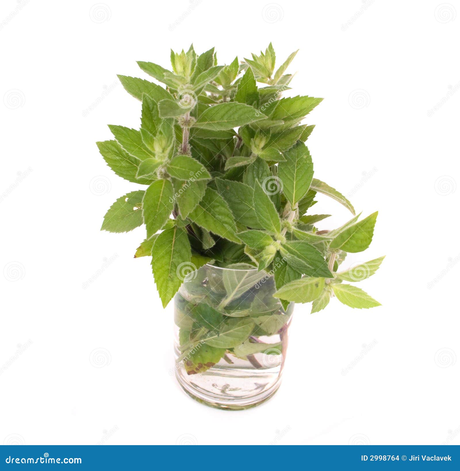 Fresh mint stock photo. Image of aromatic, mint, green - 2998764