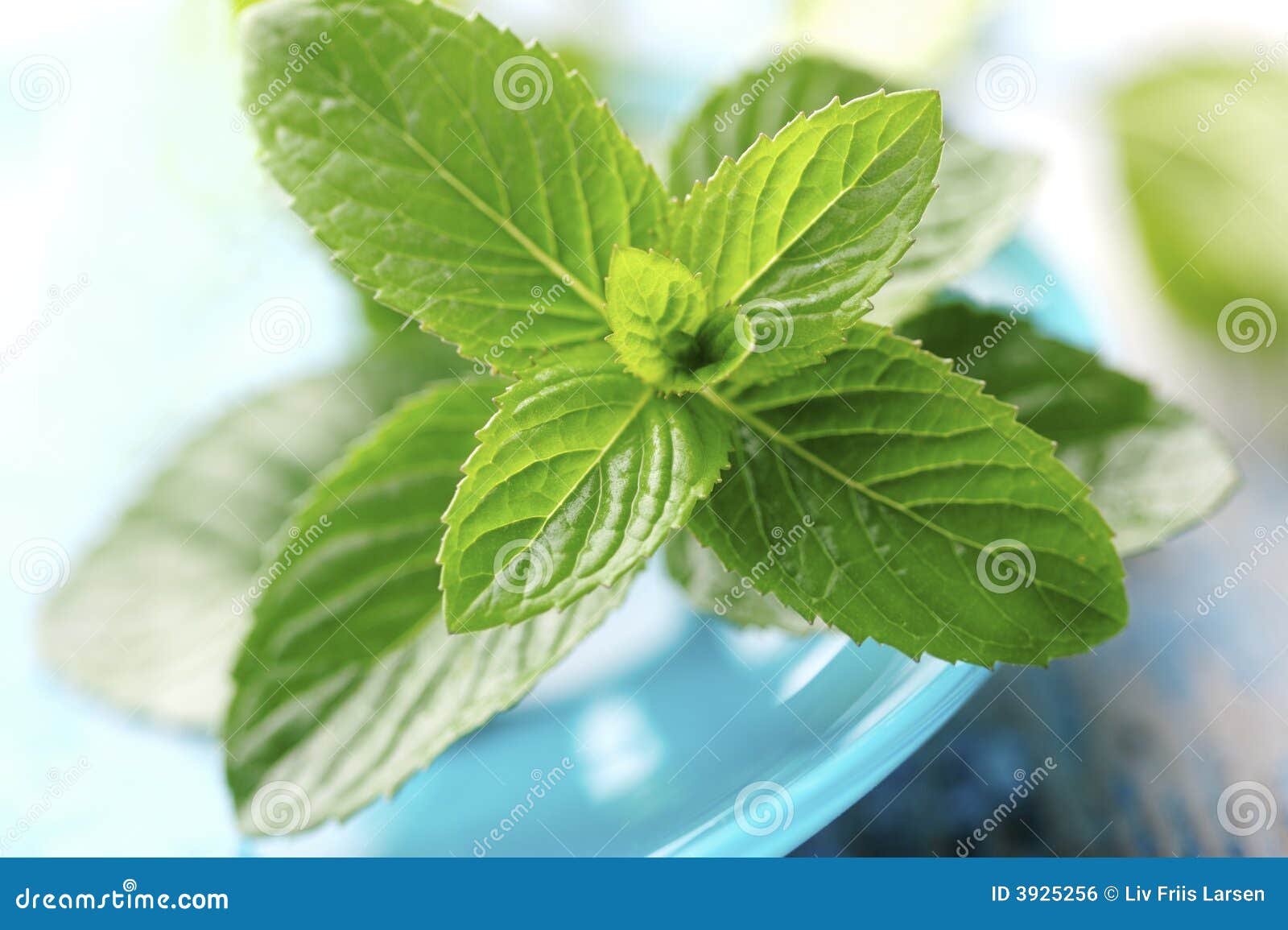 Fresh mint stock photo. Image of plant, food, fresh, seasoning - 3925256