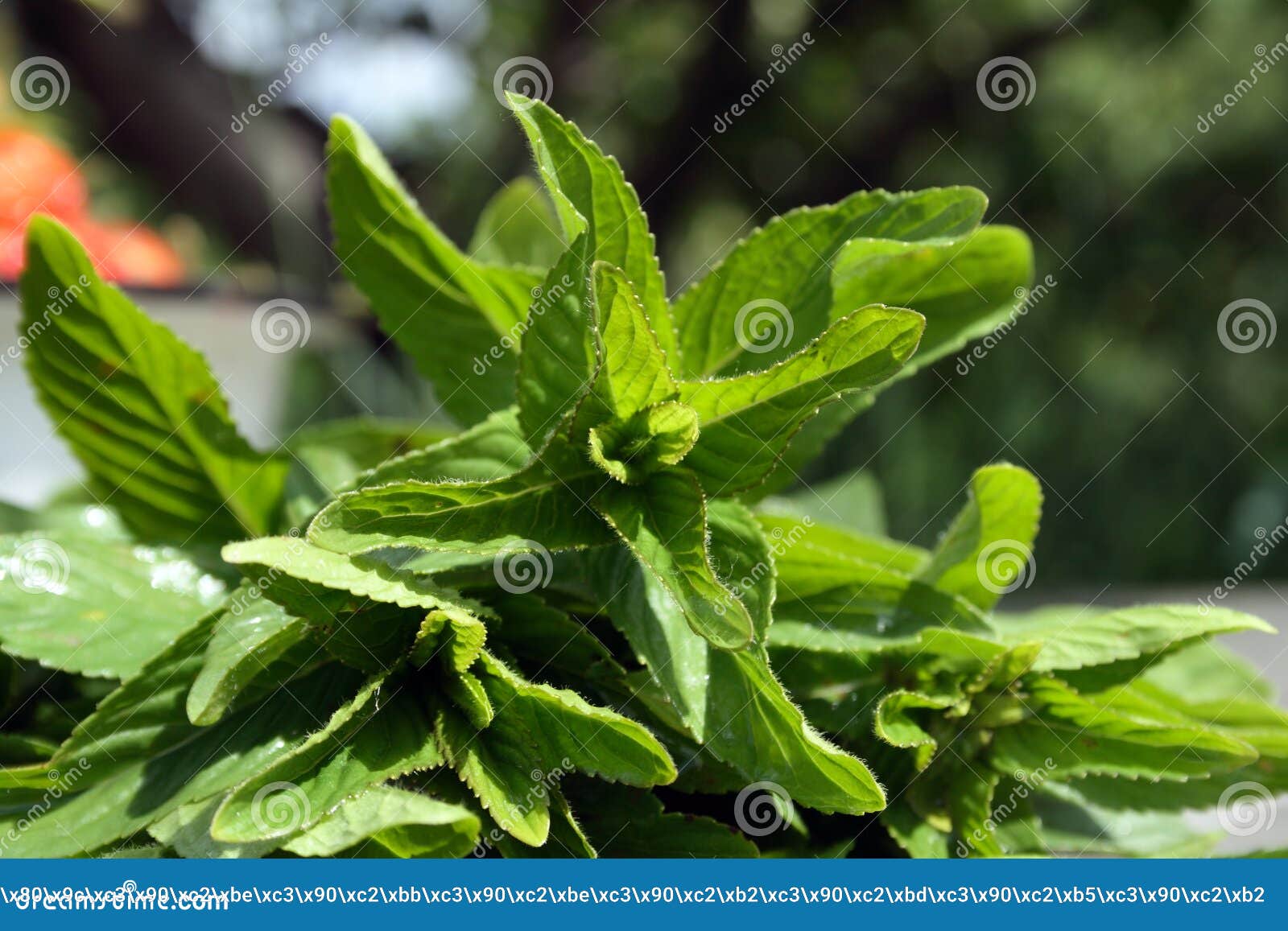 Fresh mint stock image. Image of healthy, cooking, fragrant - 5393889