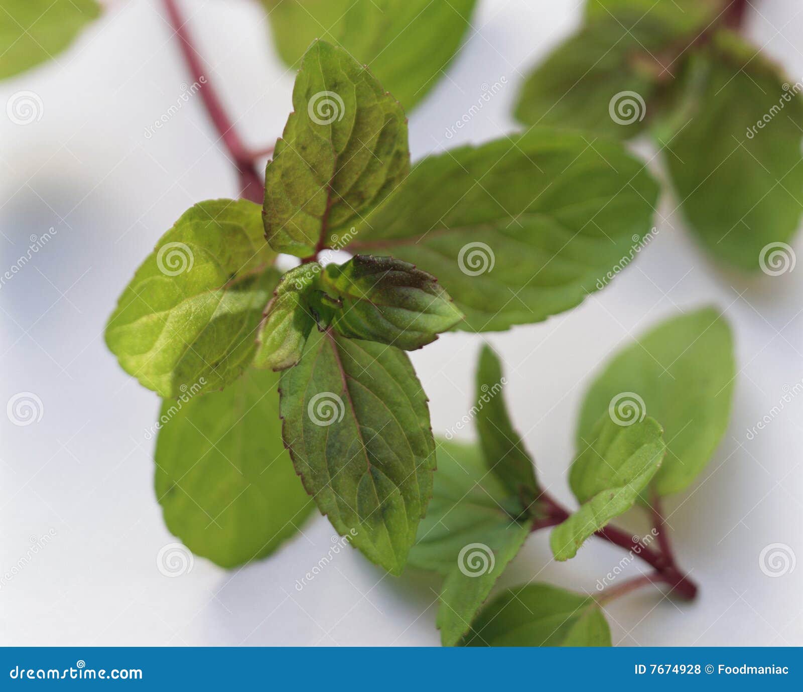Fresh Mint stock photo. Image of food, peppermint, fresh - 7674928