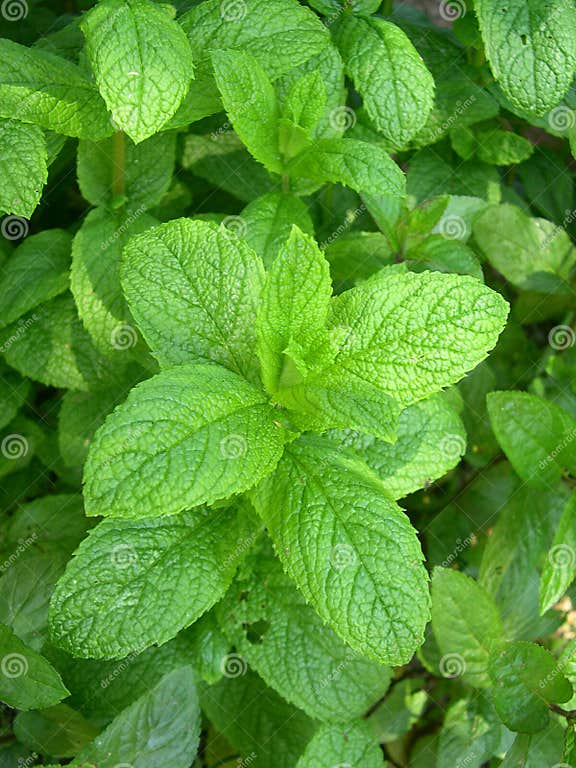 Fresh mint stock image. Image of natural, plant, herb, aromatic - 850737