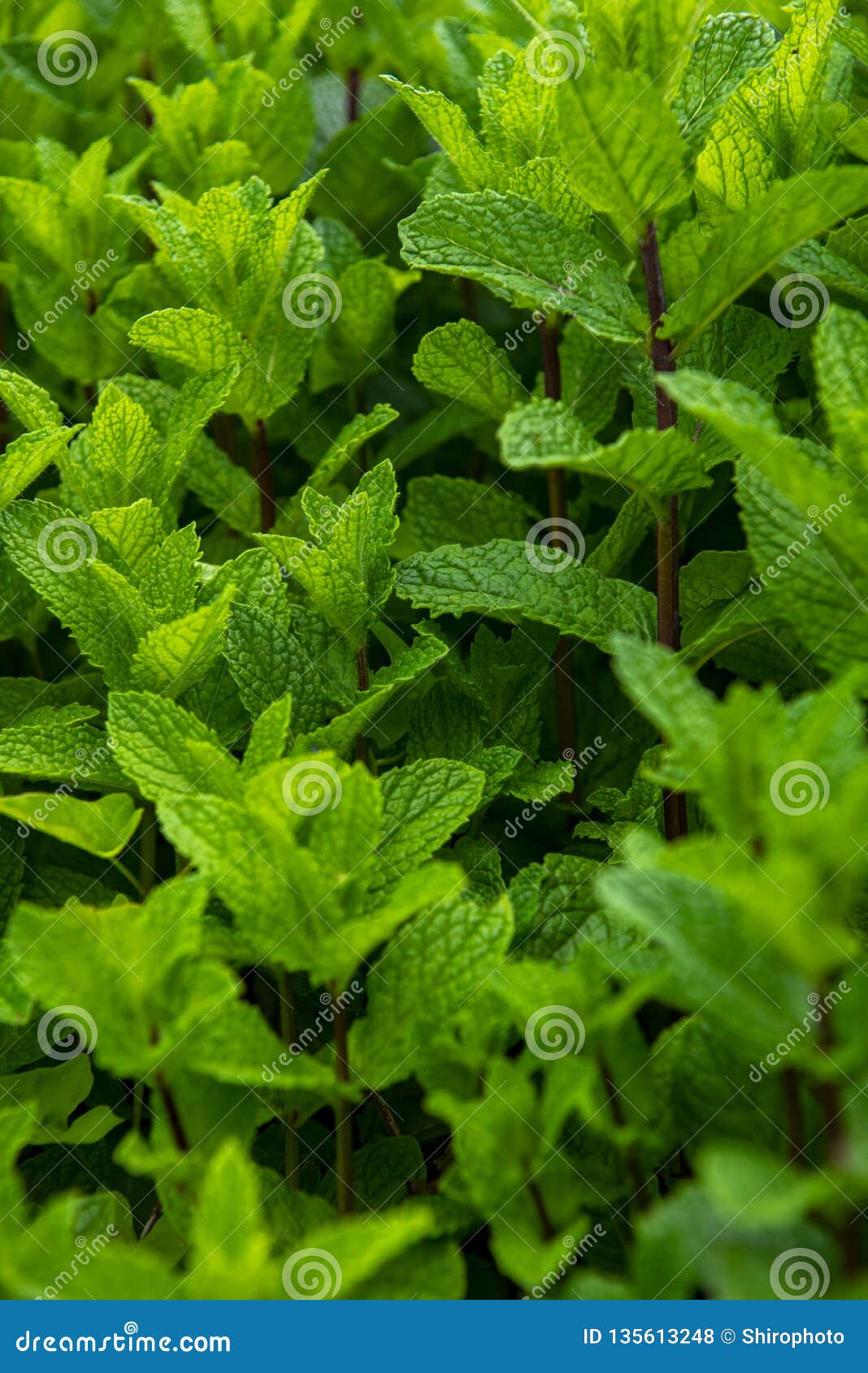 Fresh mint as a beautiful stock photo. Image of ingredient - 135613248