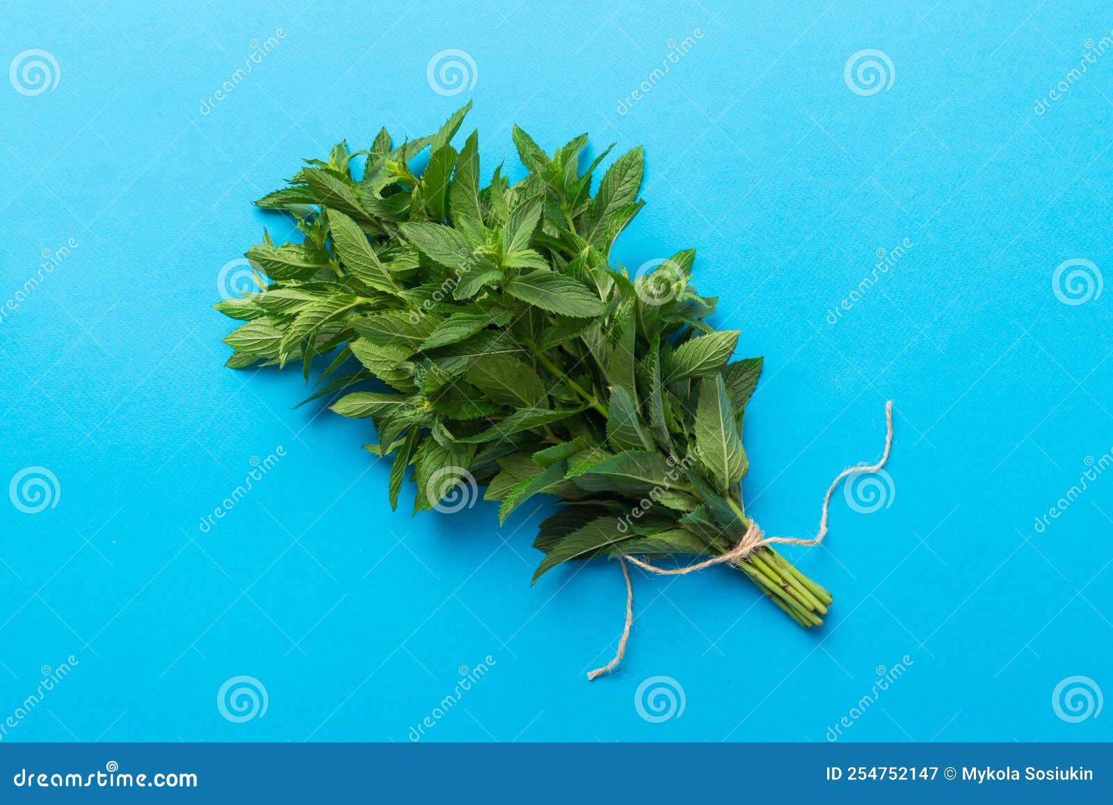 Fresh Mint Bunch on Colored Table. Top View with Copy Space Stock Image ...