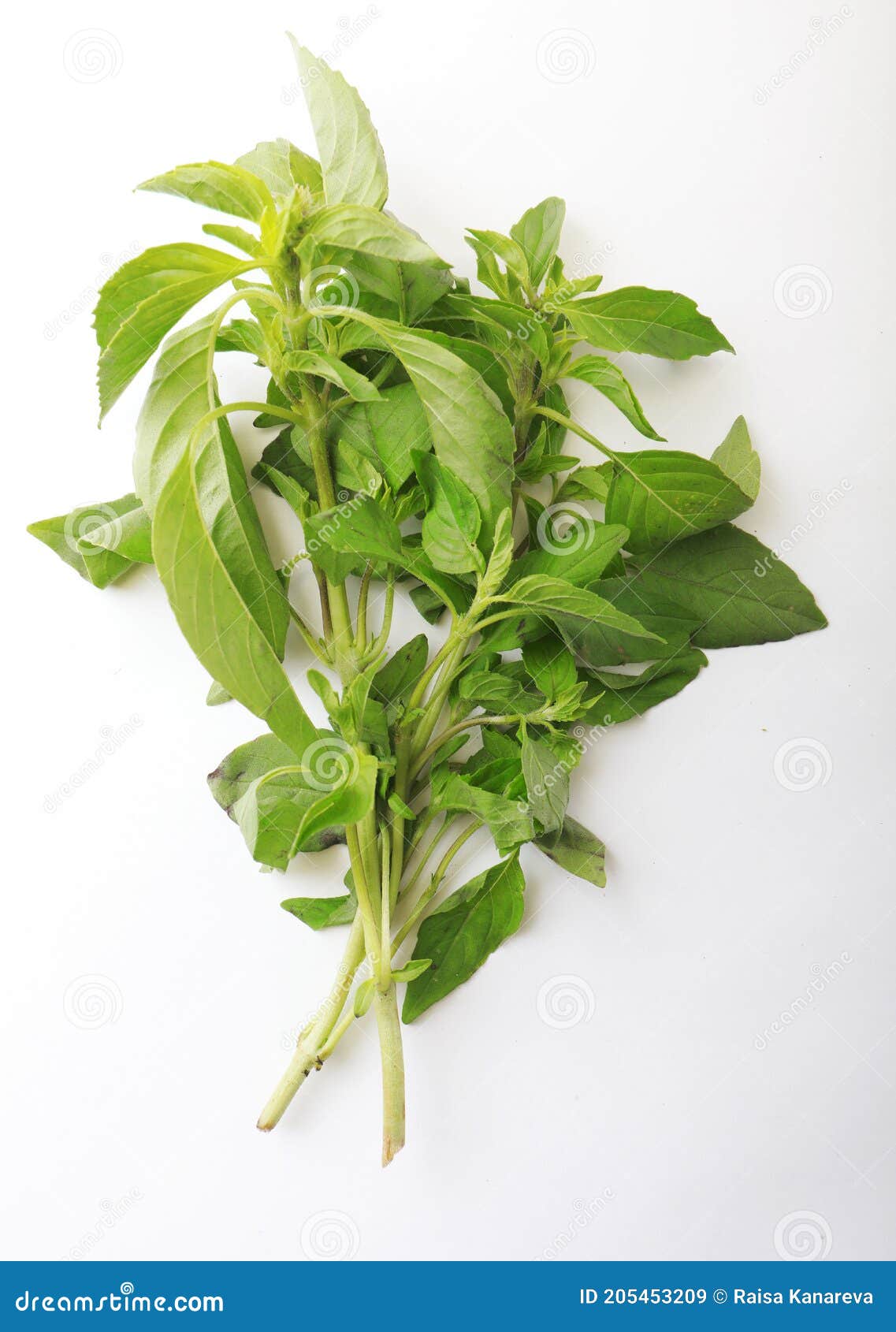 Fresh Mint Bunch on White Background. Top View Stock Image - Image of ...