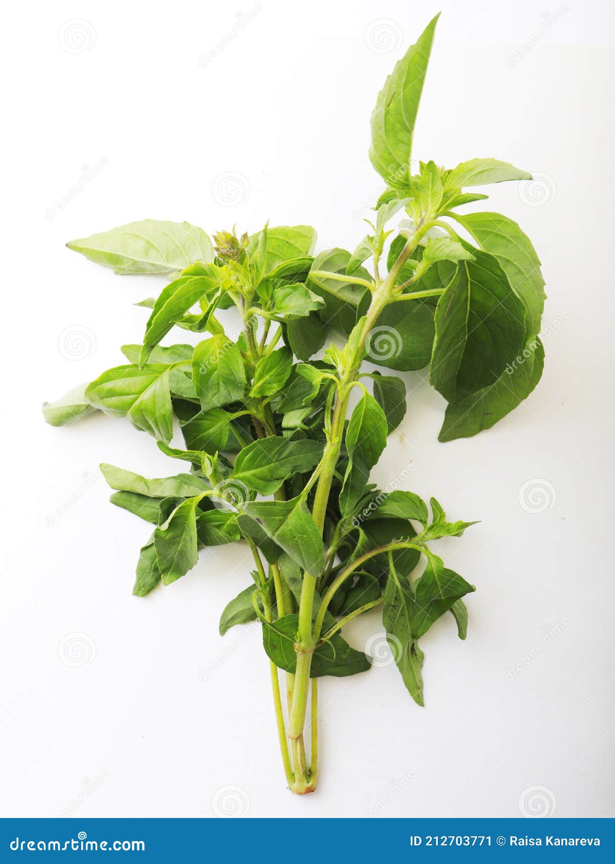 Fresh Mint Bunch on White Background. Top View Stock Image - Image of ...