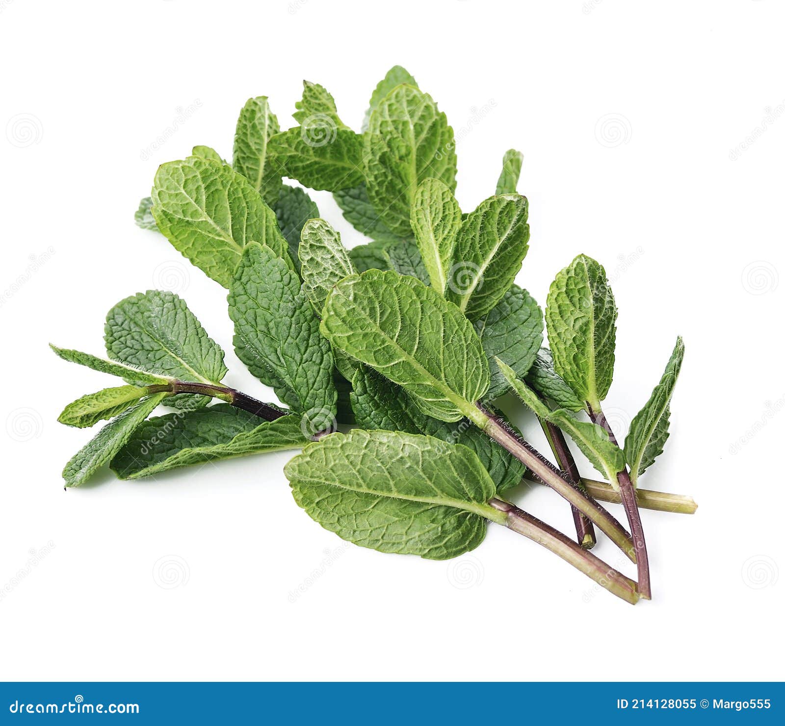 Fresh mint bunch stock image. Image of organic, mint - 214128055