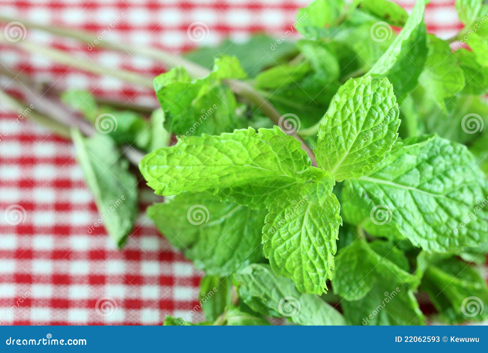 Fresh Mint On On A Checkered Table Cloth Stock Image - Image of bunch ...
