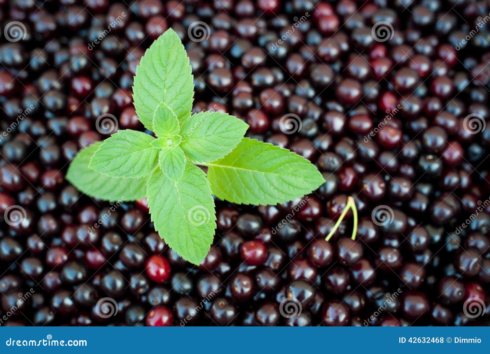 Fresh mint and cherries stock photo. Image of fresh, coloured - 42632468