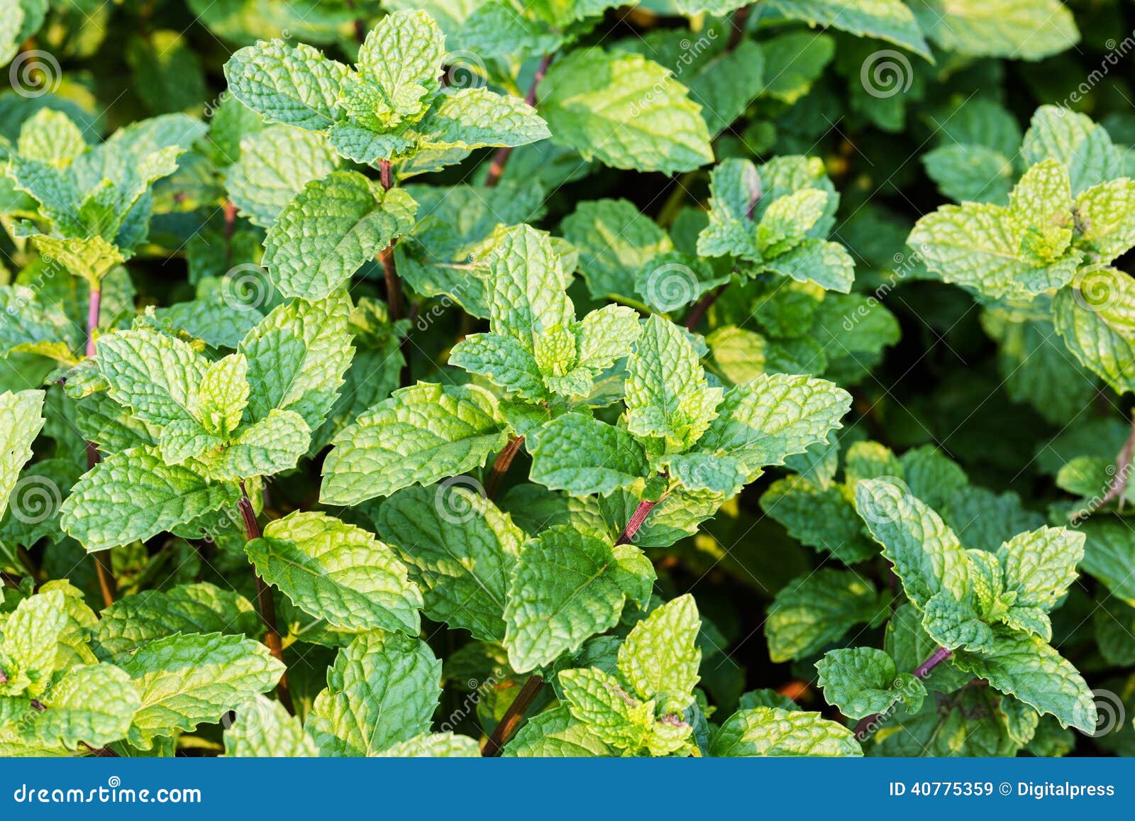Fresh Mint stock image. Image of organic, herbal, freshness - 40775359