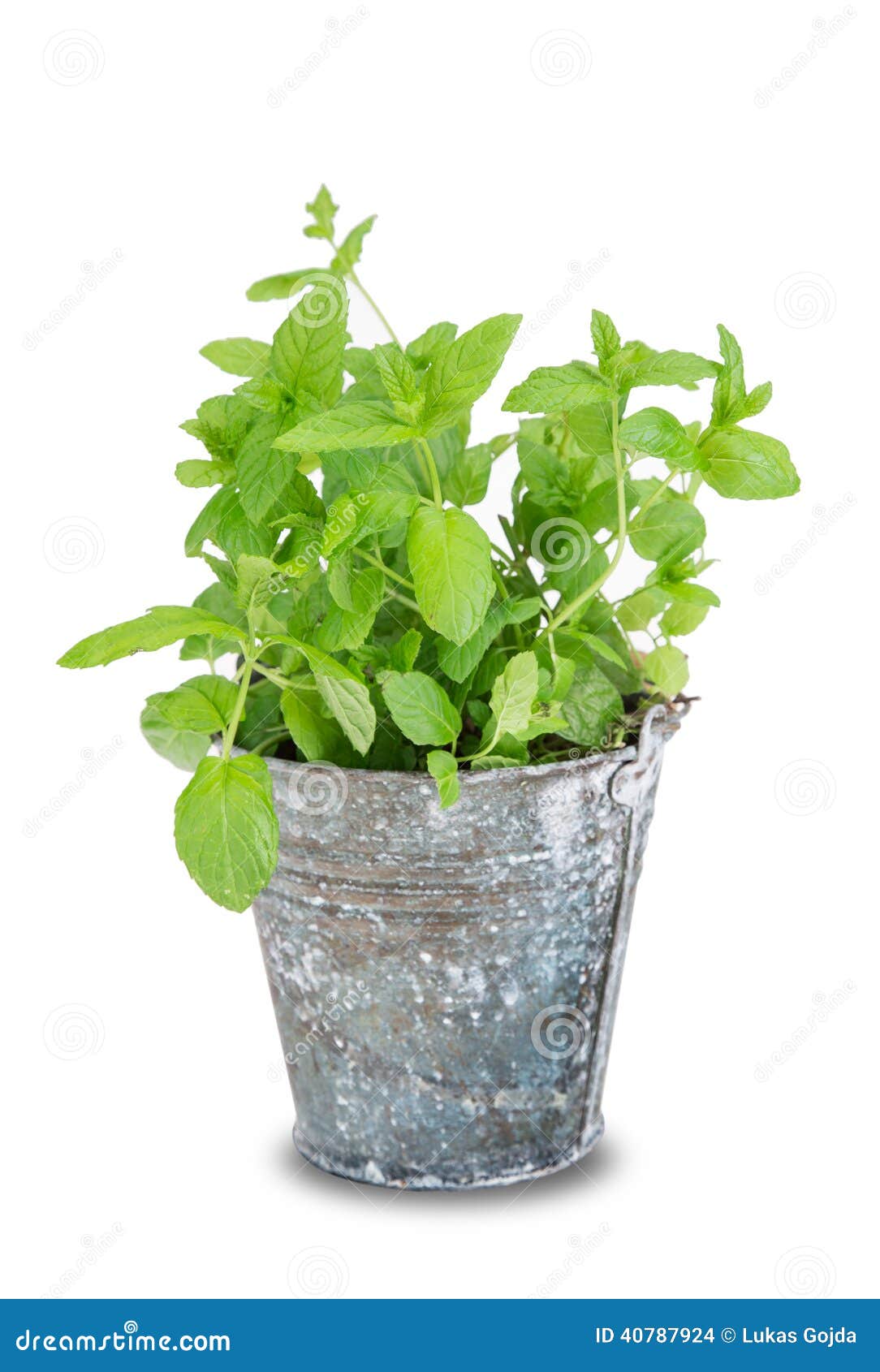 Fresh mint stock photo. Image of minta, green, ingredient - 40787924