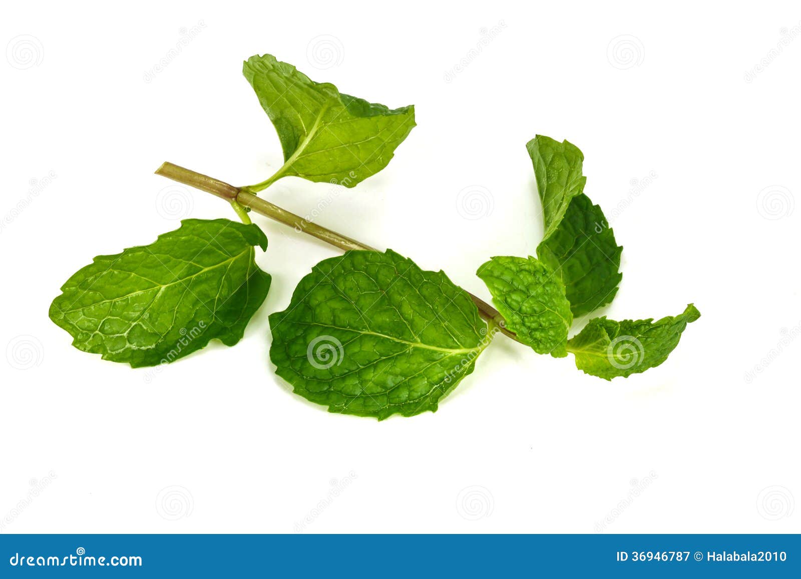 Fresh mint stock image. Image of balm, fresh, green, freshness - 36946787