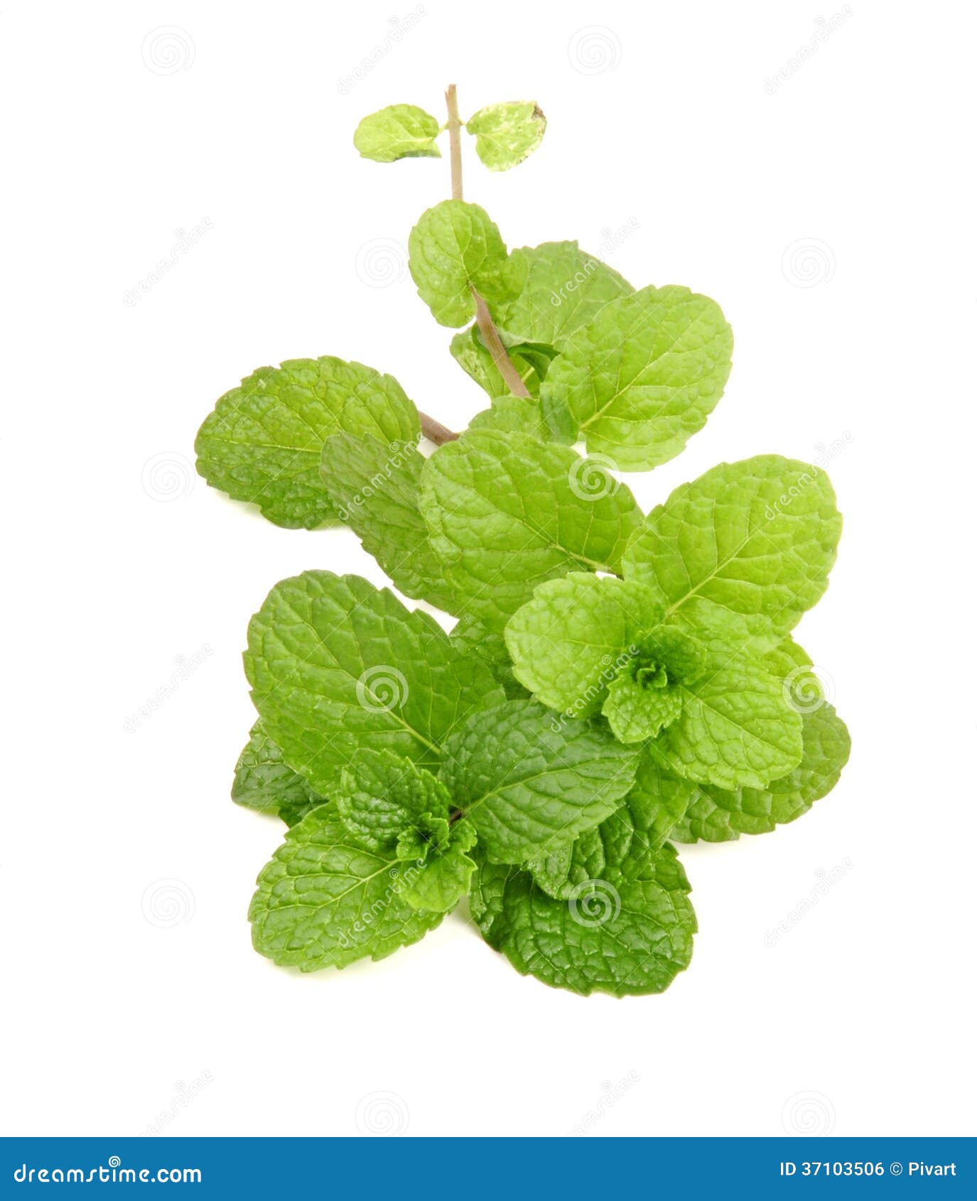 Fresh Mint Close Up on White Stock Photo - Image of fragrant, greece ...
