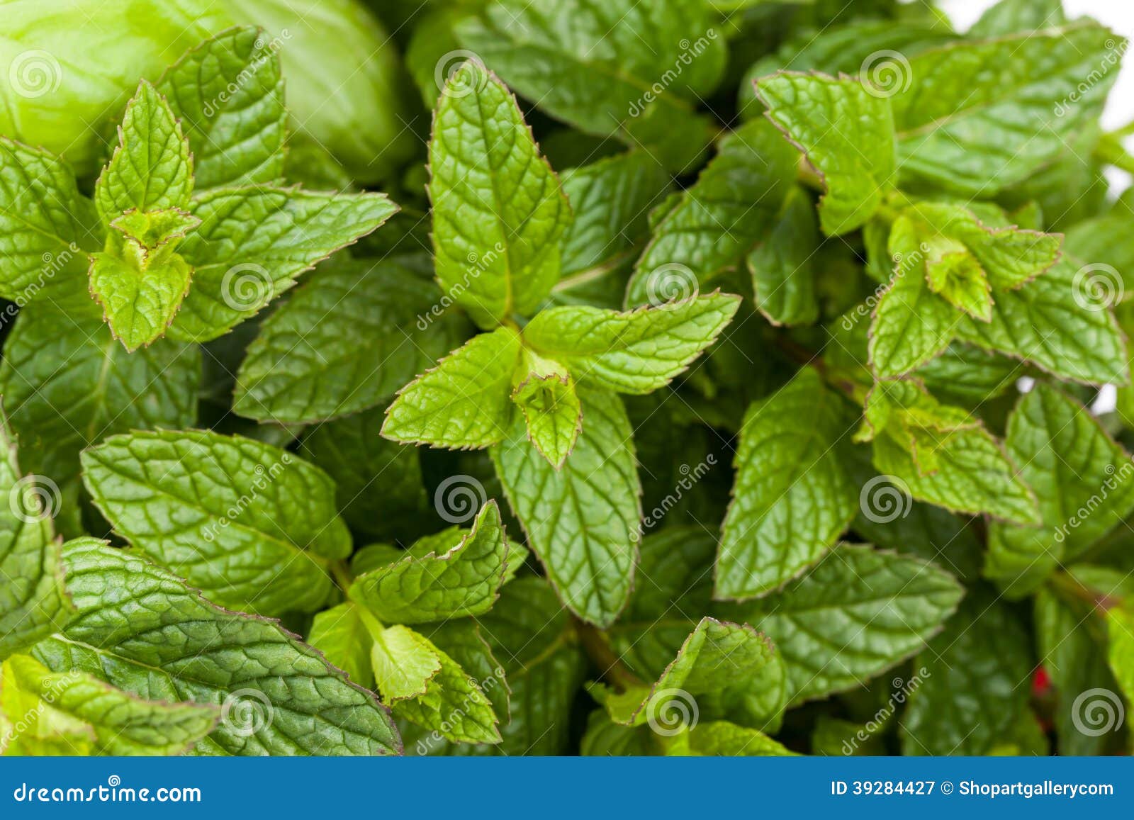 Fresh Mint stock image. Image of flavor, herb, plants - 39284427