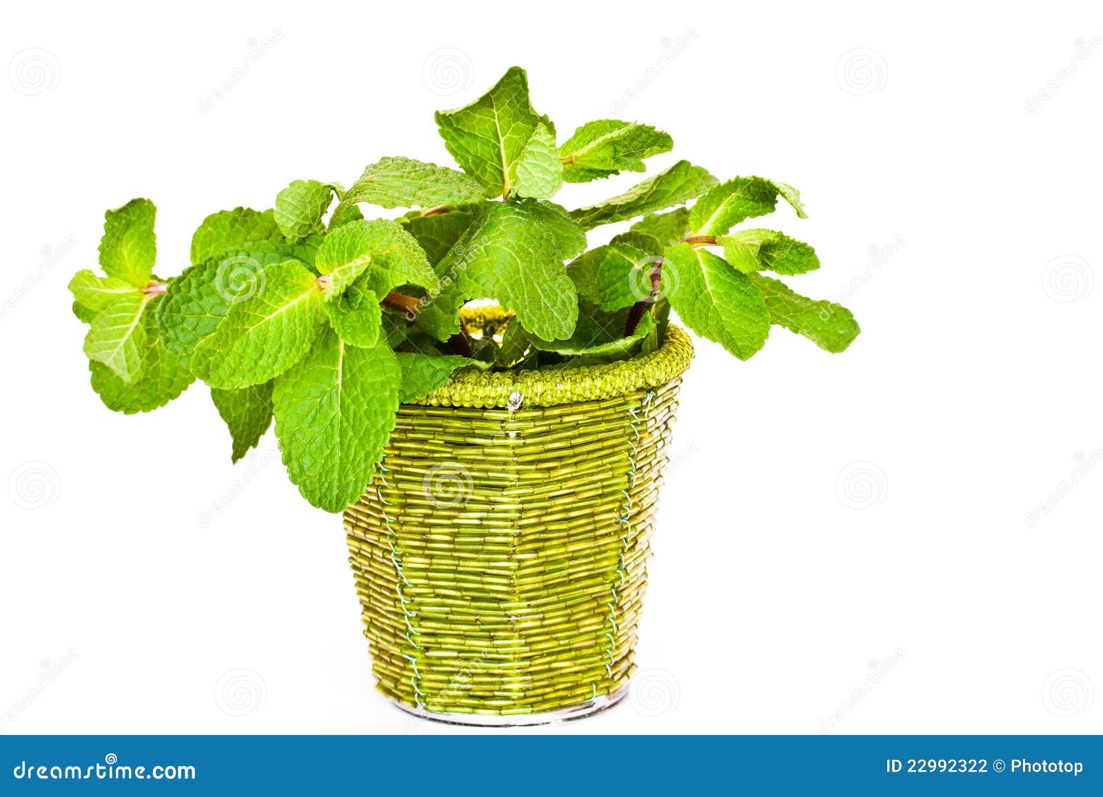 Fresh Mint in a Decorative Bucket Stock Photo - Image of health, green ...