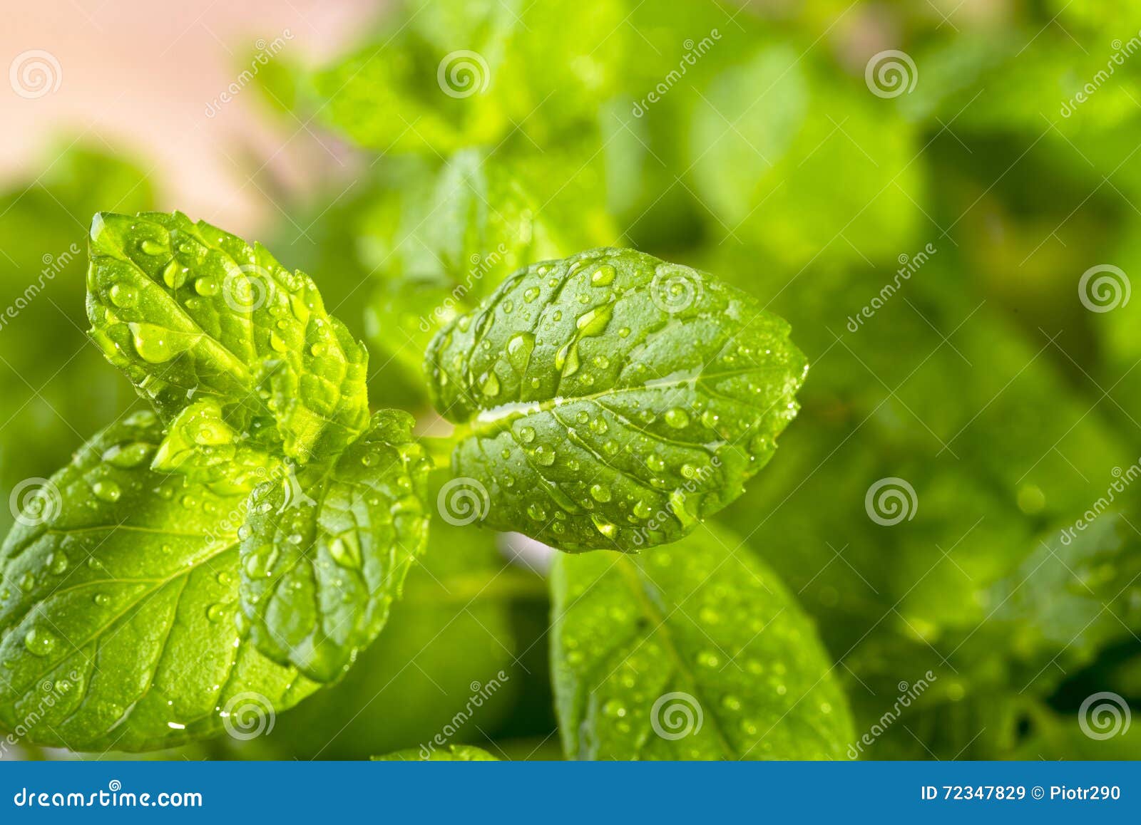 Fresh mint drops of dew stock image. Image of kitchen - 72347829