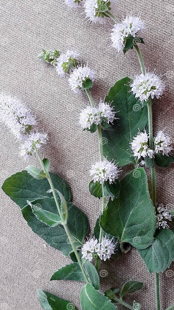 Fresh Mint. Drying Mint, Blooming Mint Stock Photo - Image of herbal ...
