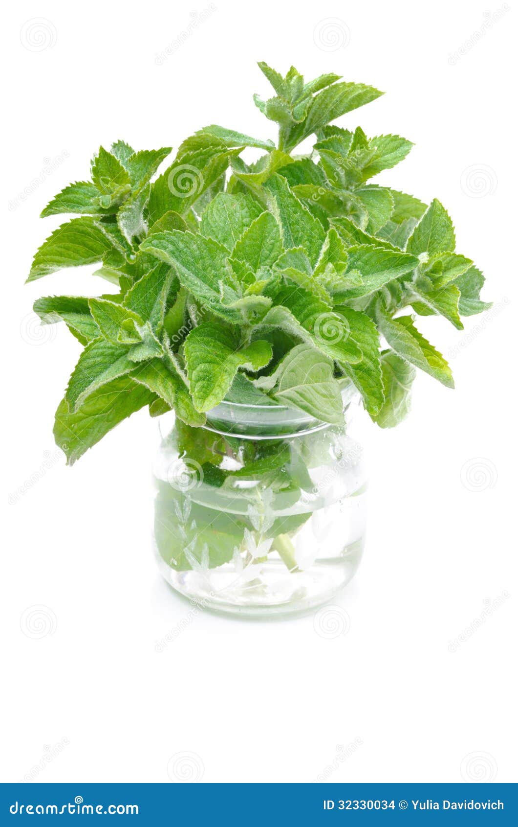 Fresh Mint in a Glass Jar Isolated on White Stock Photo - Image of ...