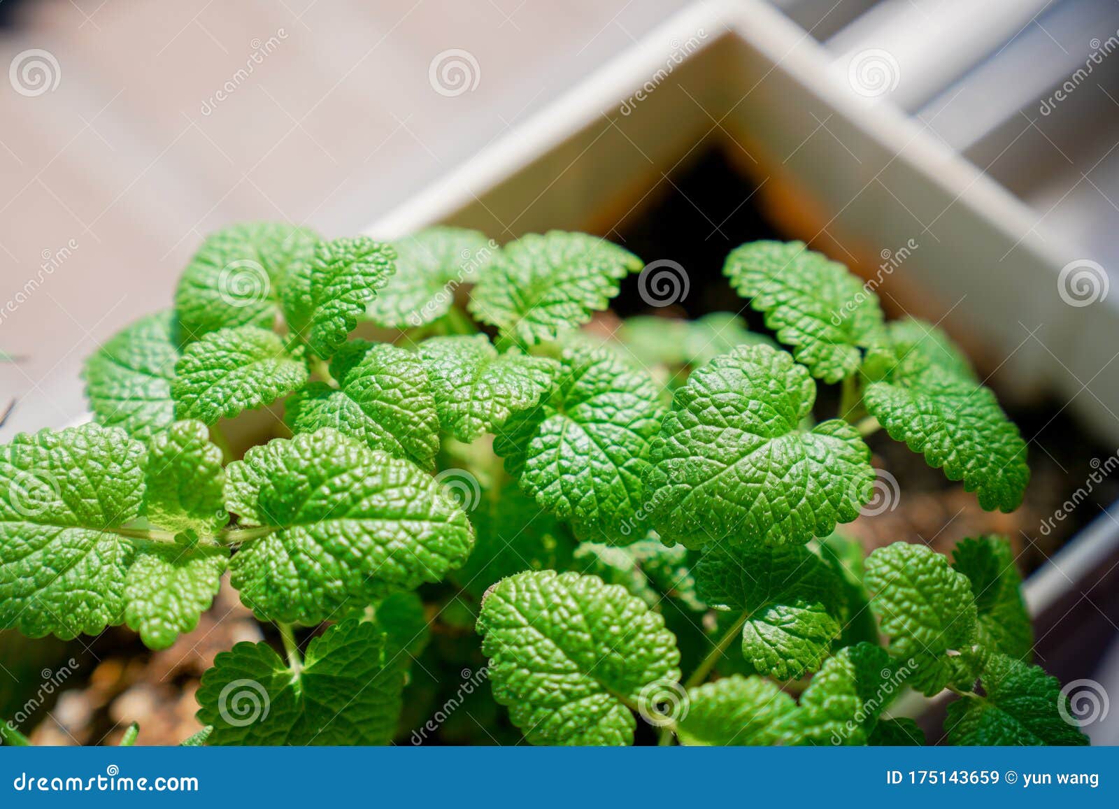 Fresh Mint Grass in the Sun Stock Image - Image of bright, fresh: 175143659