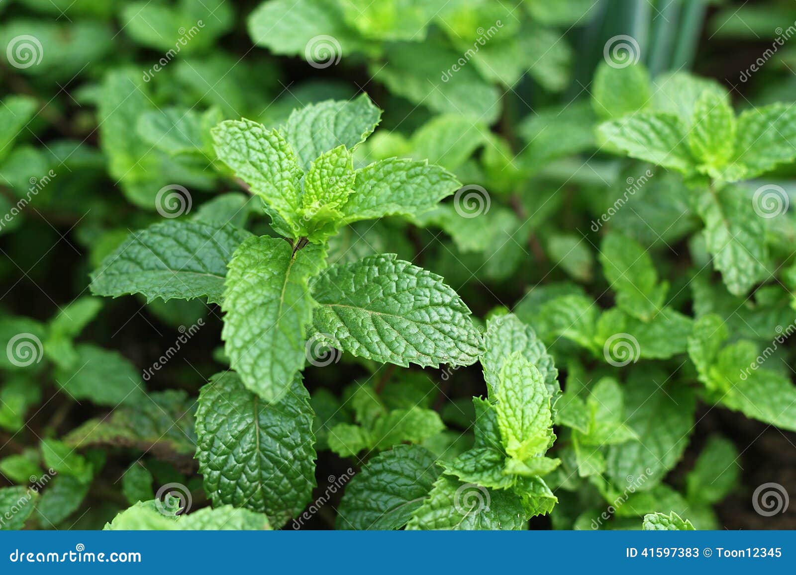 Fresh mint stock image. Image of spice, herb, healthy - 41597383