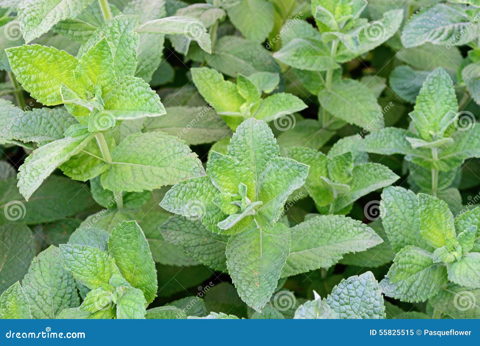 Fresh mint stock image. Image of green, organic, gardening - 55825515