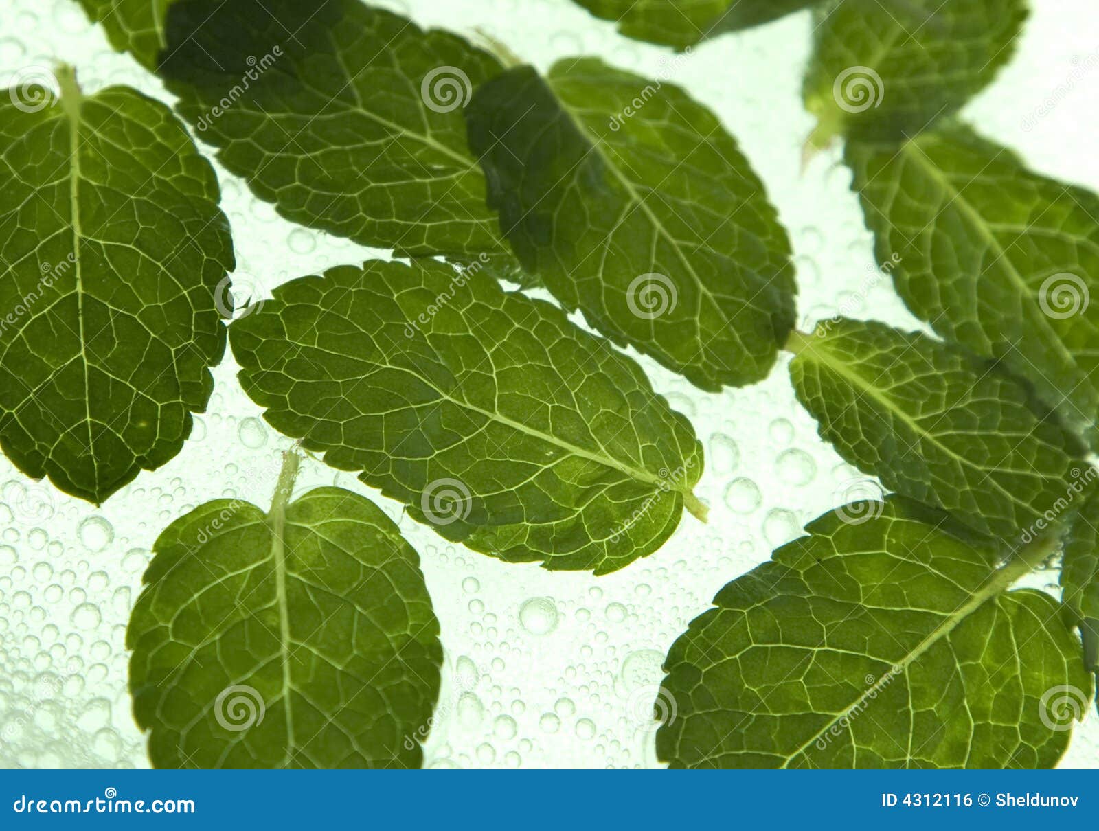 Fresh mint with ice stock photo. Image of segment, drops - 4312116