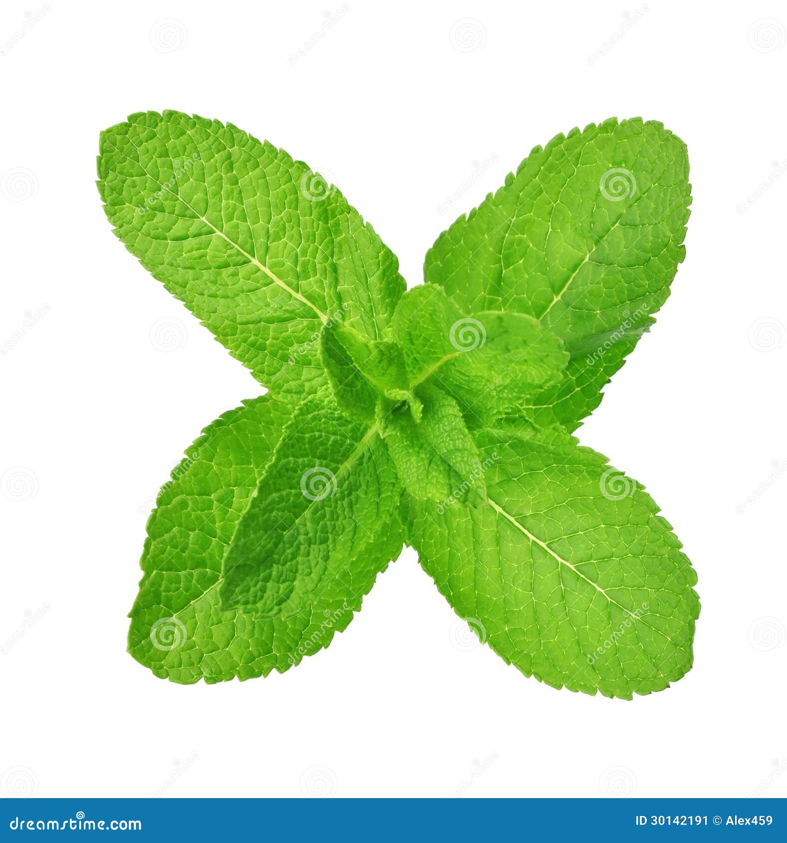 Fresh mint stock image. Image of leaves, closeup, spice - 30142191
