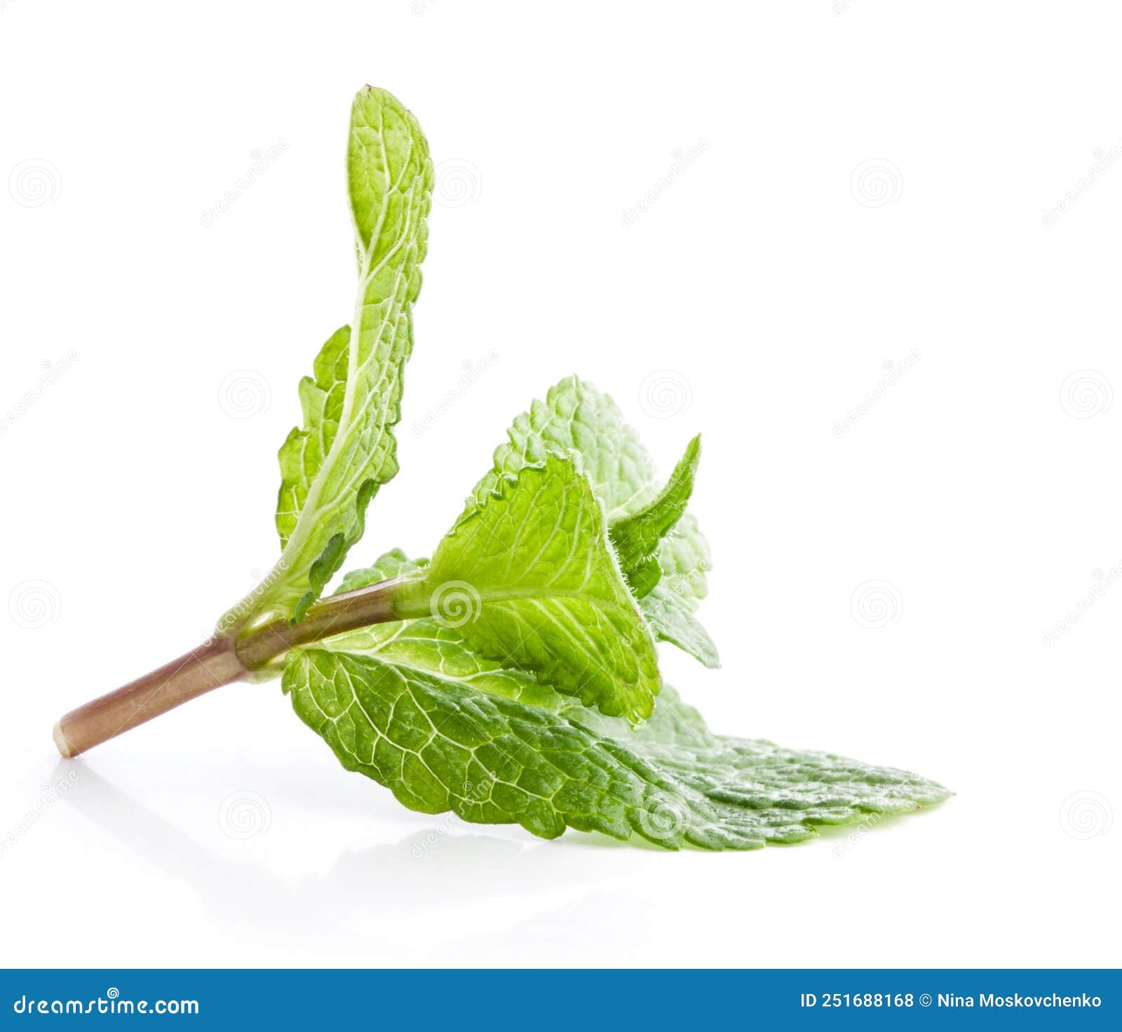 Fresh Mint Isolated on a White Stock Photo - Image of healing, fresh ...