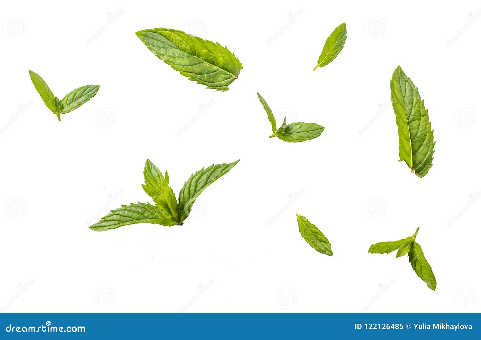 Fresh Mint Isolated on White. Stock Image - Image of lemon, aromatic ...