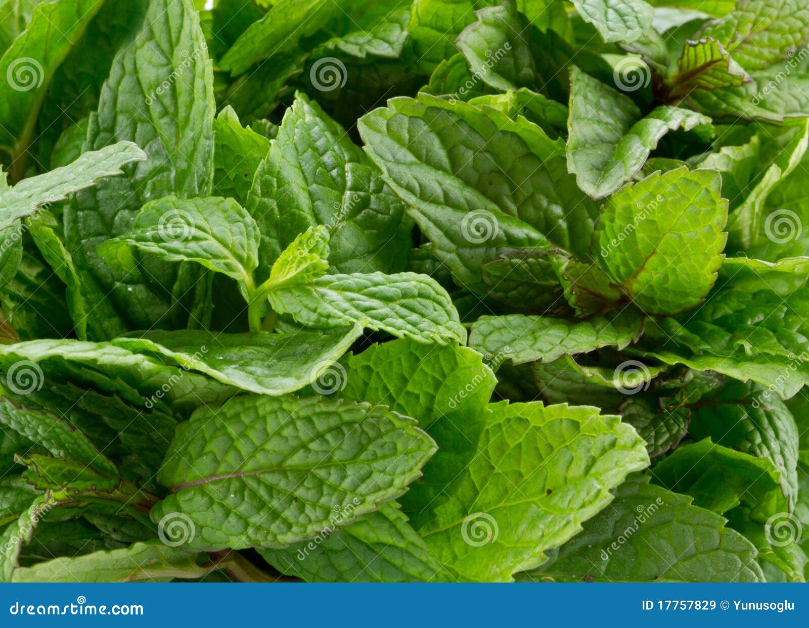Fresh mint leafs stock image. Image of closeup, aroma - 17757829