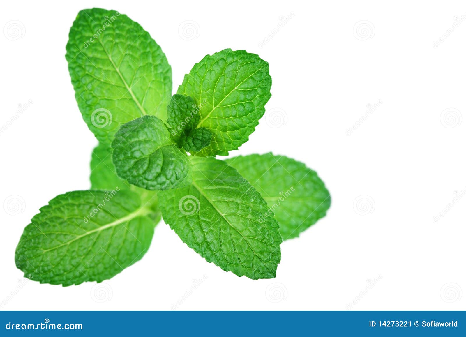 Fresh mint leaves stock image. Image of mint, food, close - 14273221