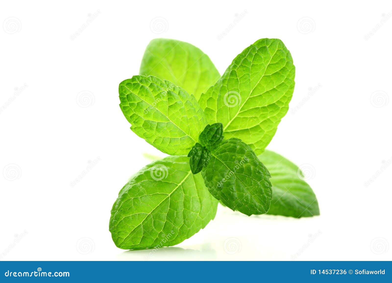 Fresh mint leaves stock photo. Image of nature, aromatic - 14537236