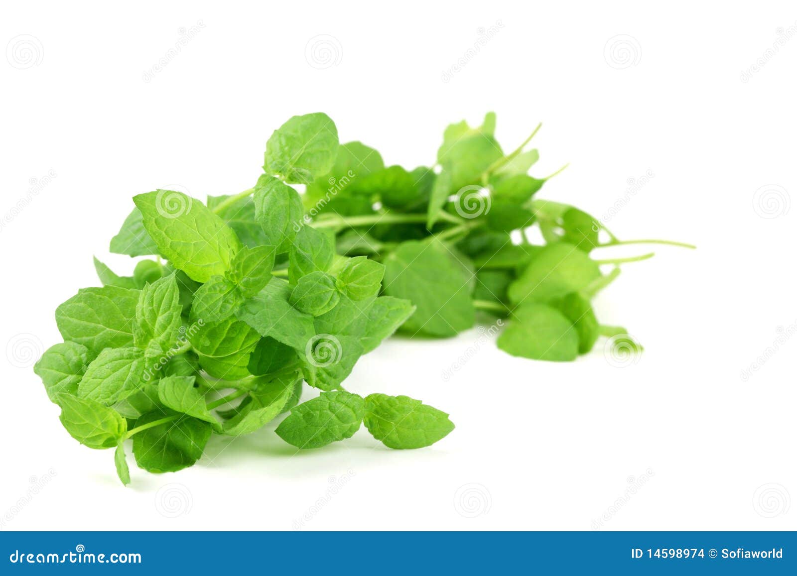 Fresh mint leaves stock photo. Image of mentha, healthy - 14598974