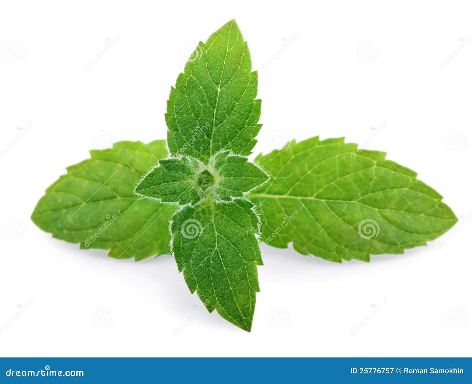 Fresh mint leaves stock image. Image of freshness, breath - 25776757