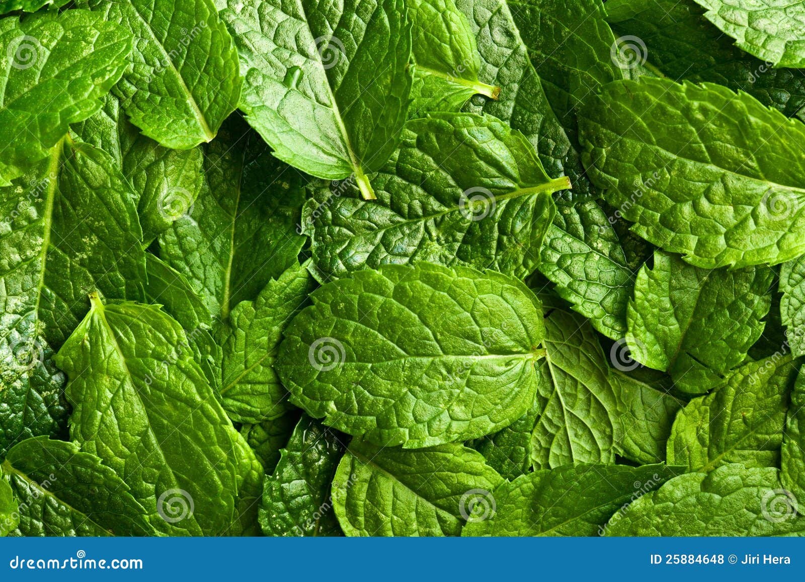 Fresh mint leaves stock photo. Image of life, healthy - 25884648