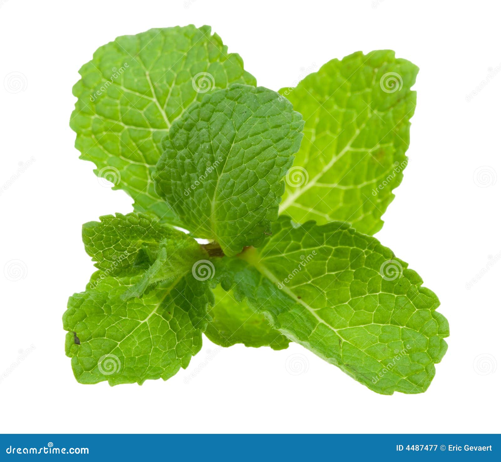 Fresh mint leaves stock image. Image of medicine, health - 4487477