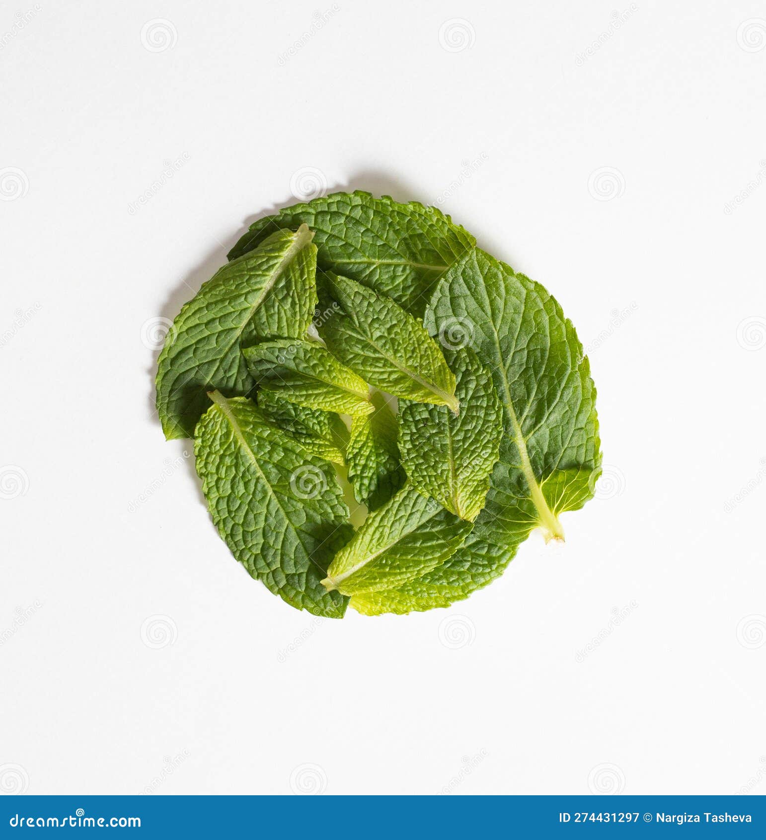 Fresh Mint Leaves in Circle, Isolated on White Background. Stock Image ...