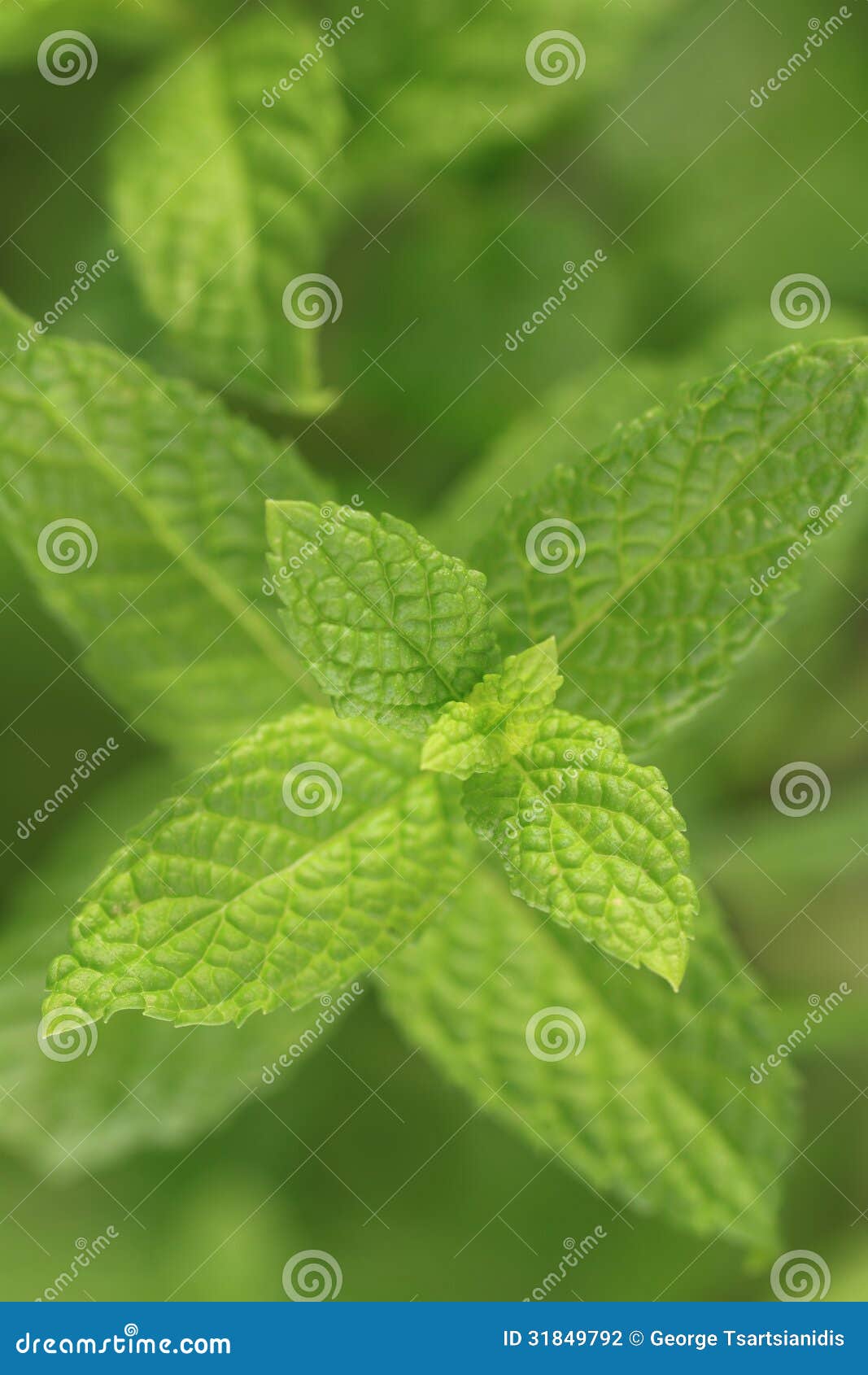 Fresh mint leaves stock photo. Image of healthy, plant - 31849792