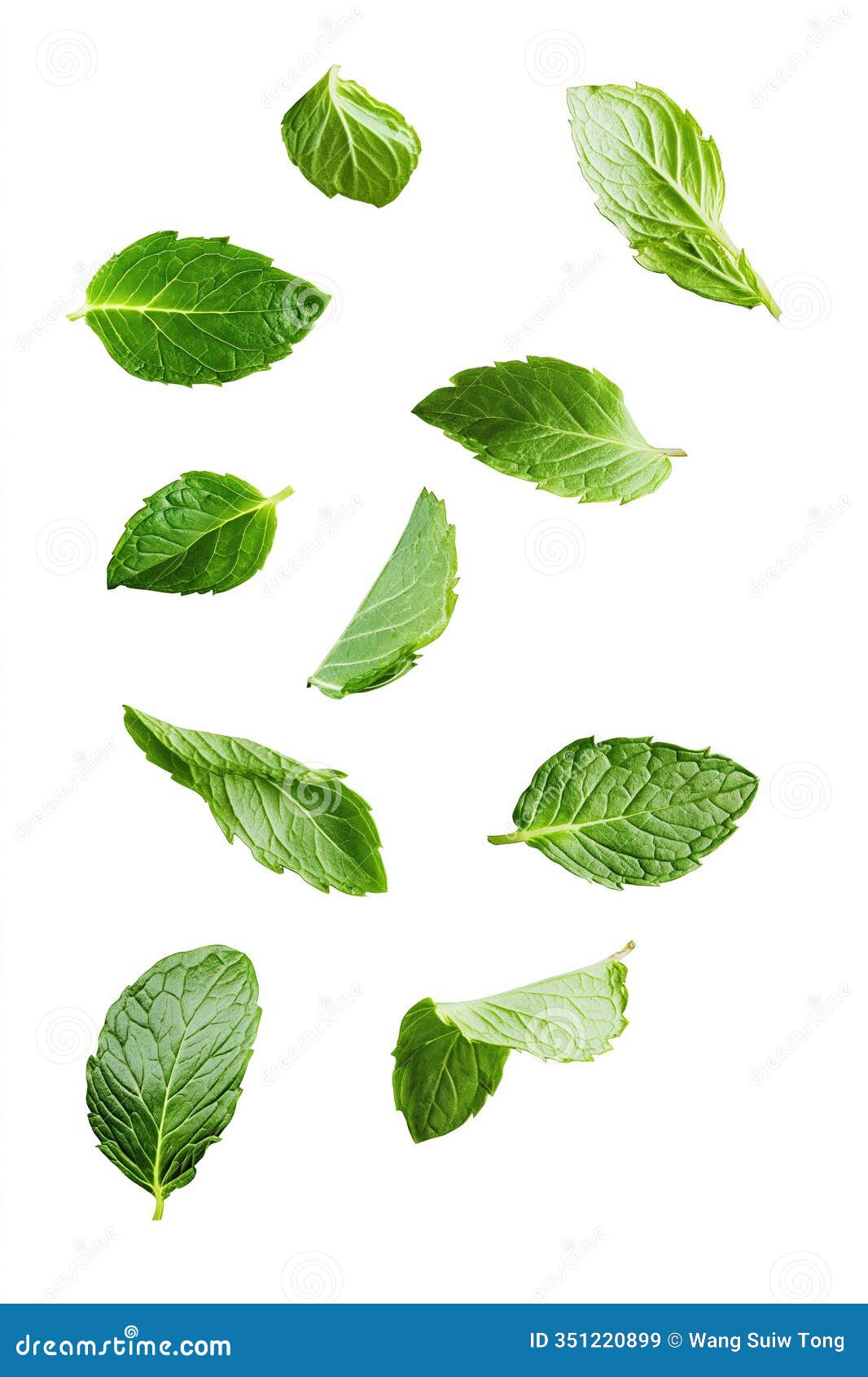 Fresh Mint Leaves Falling through the Air Stock Illustration ...