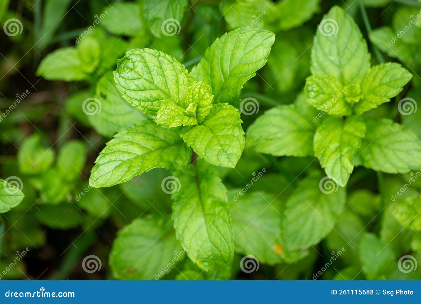 Fresh mint leaves stock photo. Image of botanic, bunch - 261115688
