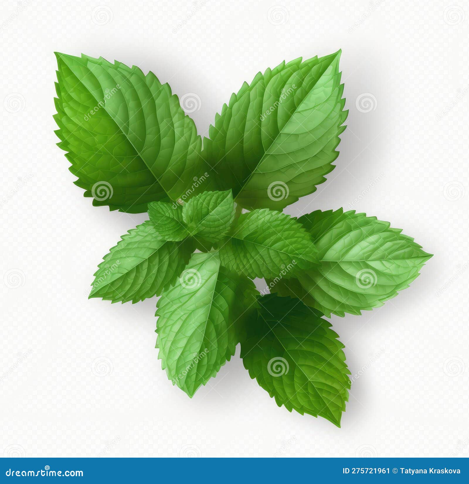 Fresh mint leaves stock illustration. Illustration of background ...