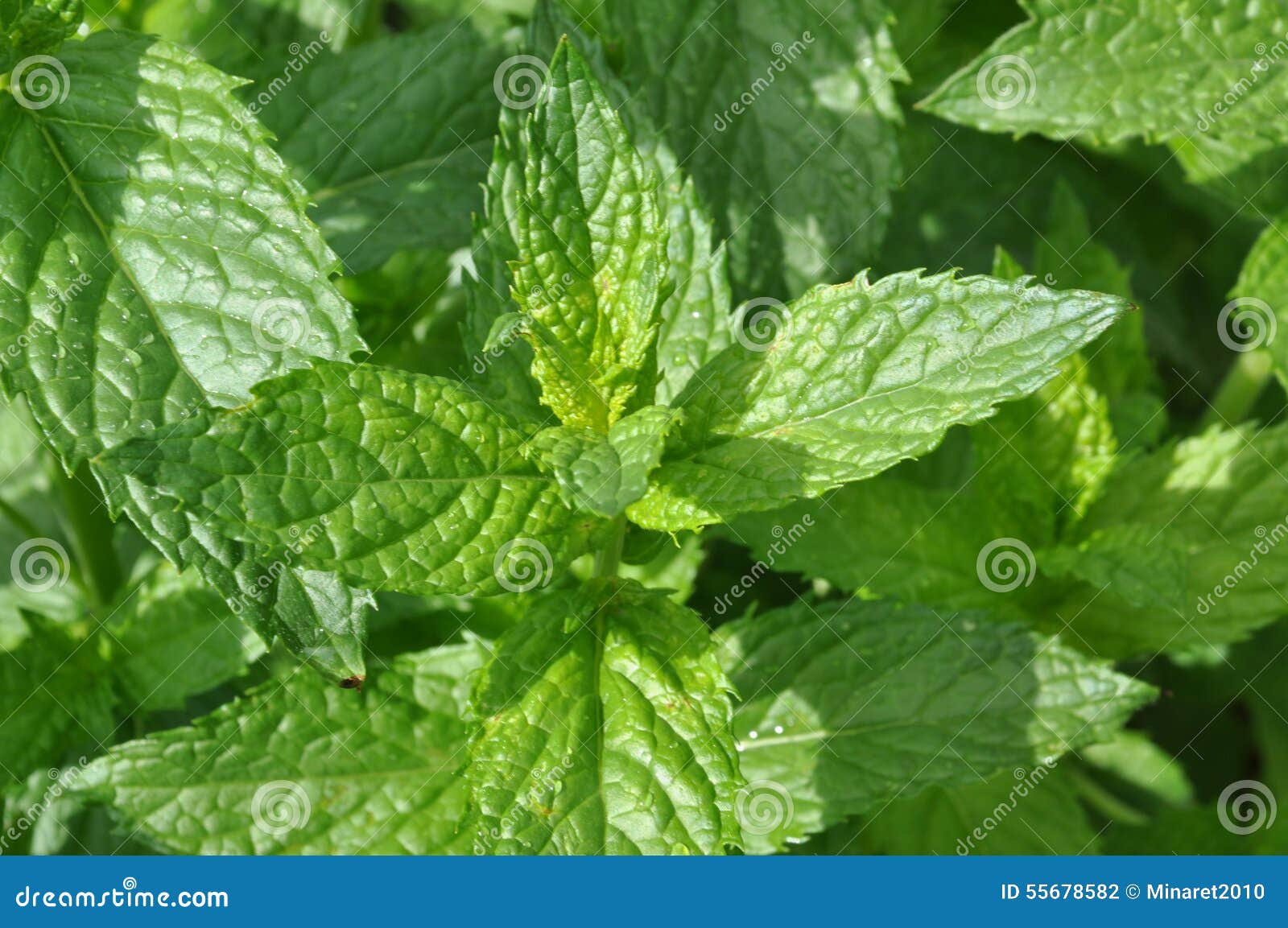Fresh mint leaves stock photo. Image of food, environment - 55678582