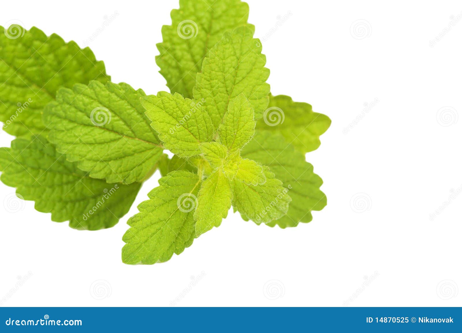 Fresh Mint Leaves, Isolated Stock Image - Image of stem, garden: 14870525