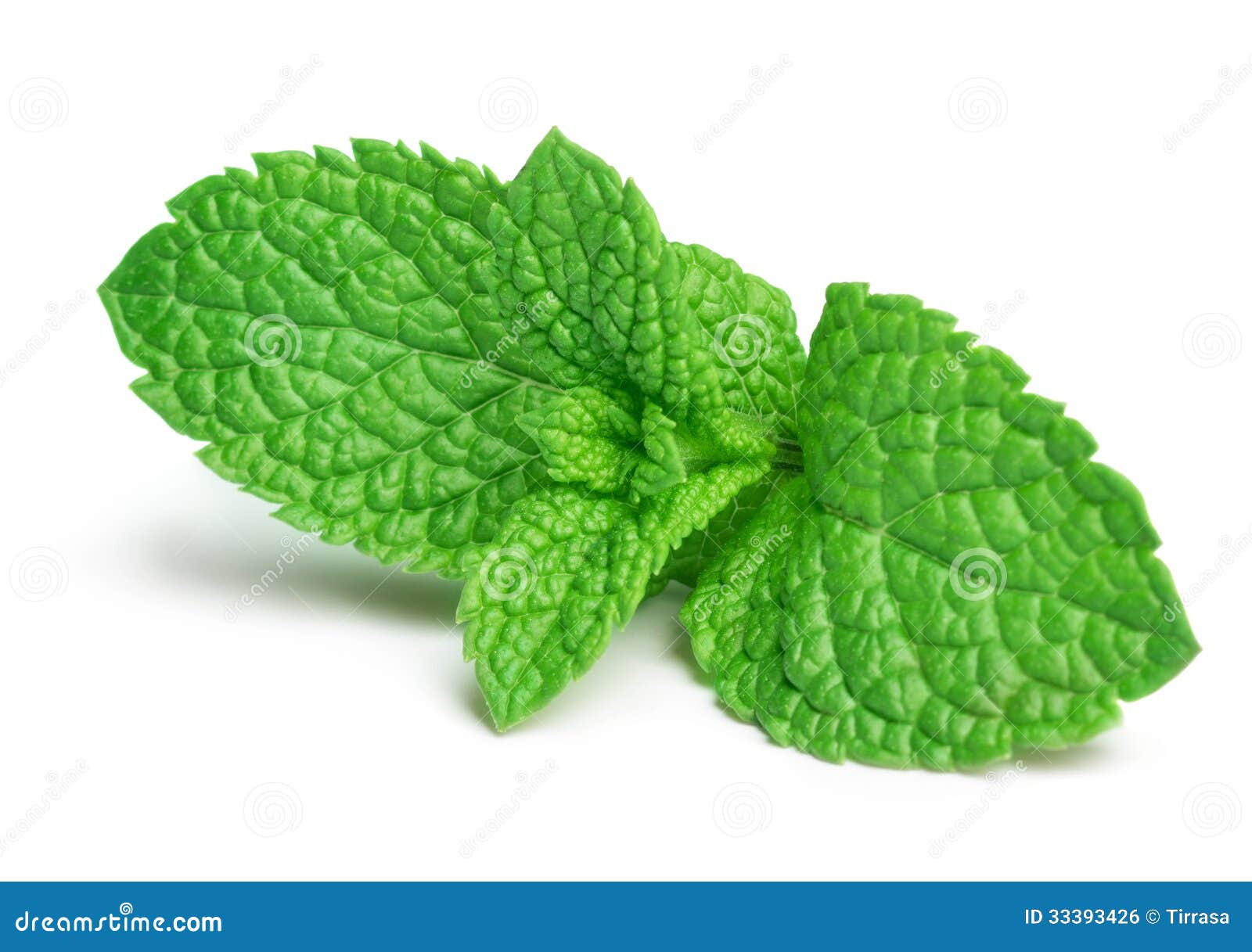 Fresh mint stock photo. Image of herbal, plant, green - 33393426
