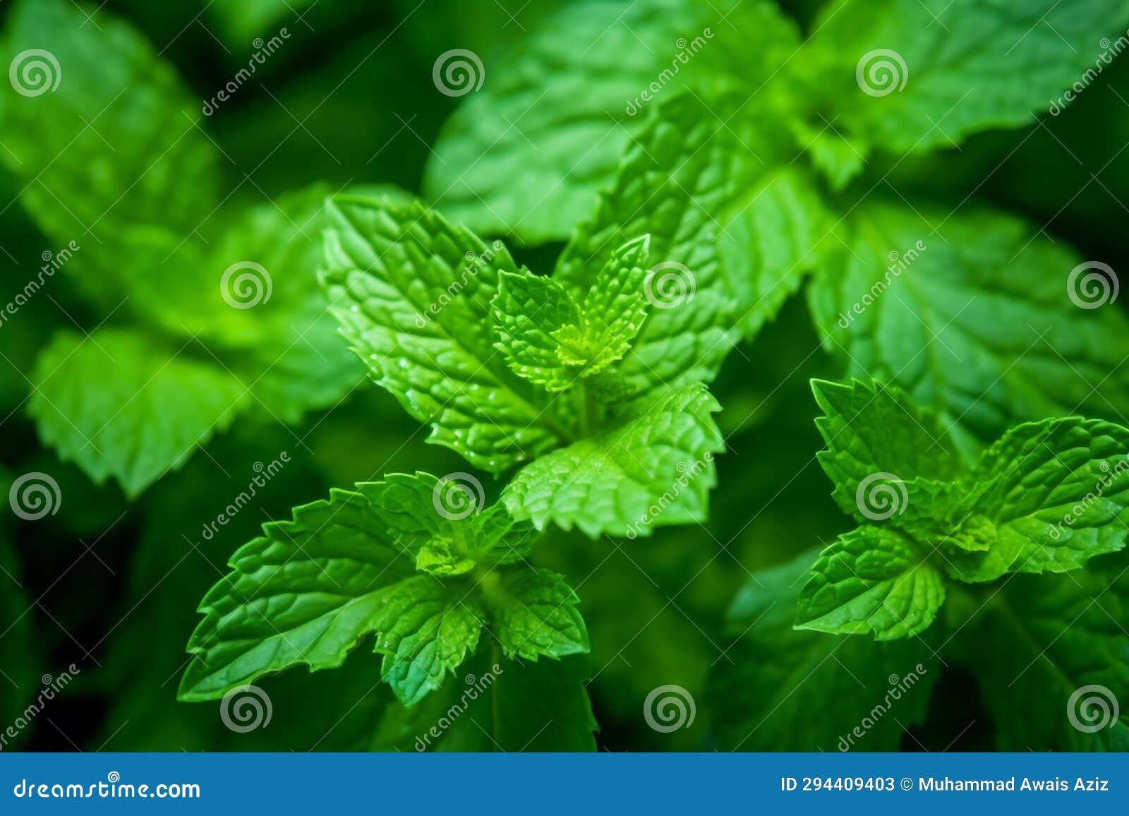 Fresh Mint Leaves in Nature Texture Background Stock Illustration ...