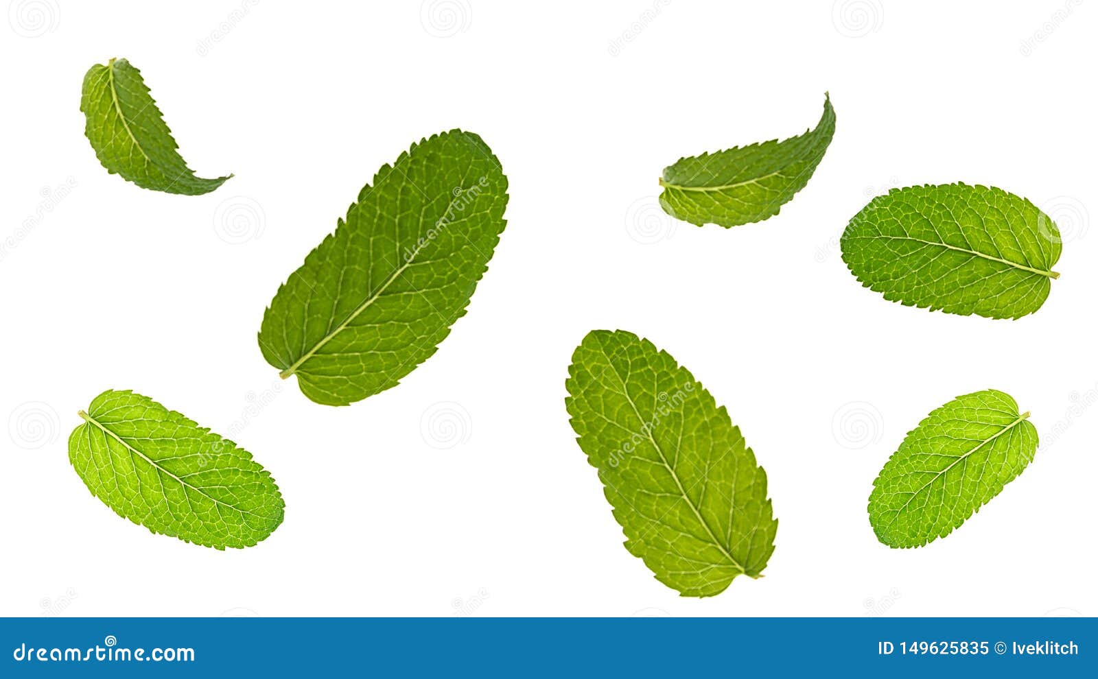 Fresh Mint Leaves Pattern Isolated on White Background. Stock Image ...