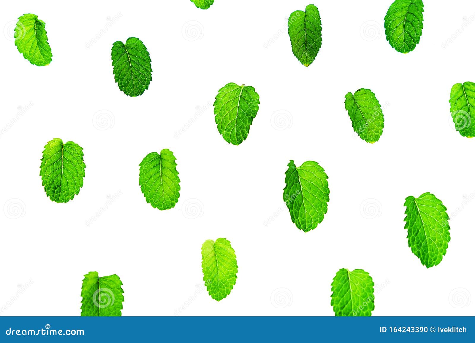 Fresh Mint Leaves Pattern Isolated on White Background. Stock Photo ...
